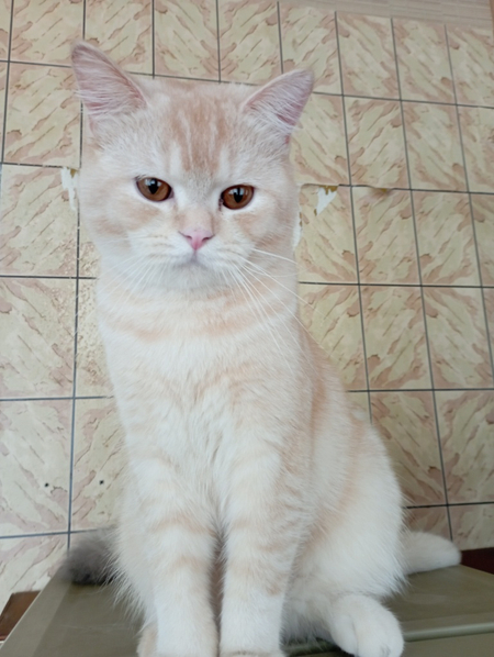 Шотландский котик 10 мес.