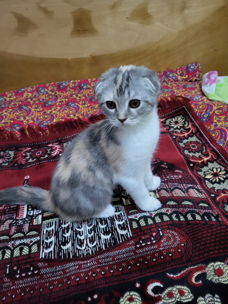 Продаются котята