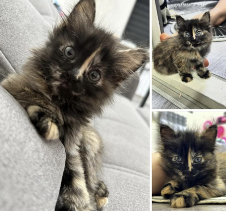 Котенок ищет дом