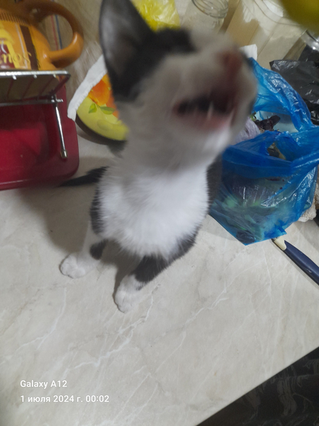 Отдам даром котёнка