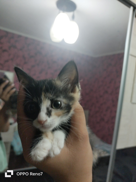 Отдам кошечку в хорошие руки