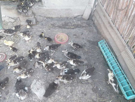 Продам молодых индоуток. Индоутята. Индоутки.