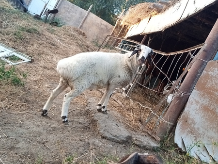 Qochqor sotiladi