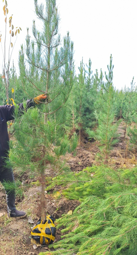Арчалар бор арзон нархларда.