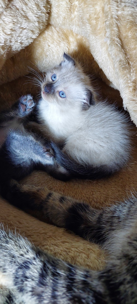 Super narxda scottish fold bolachalari