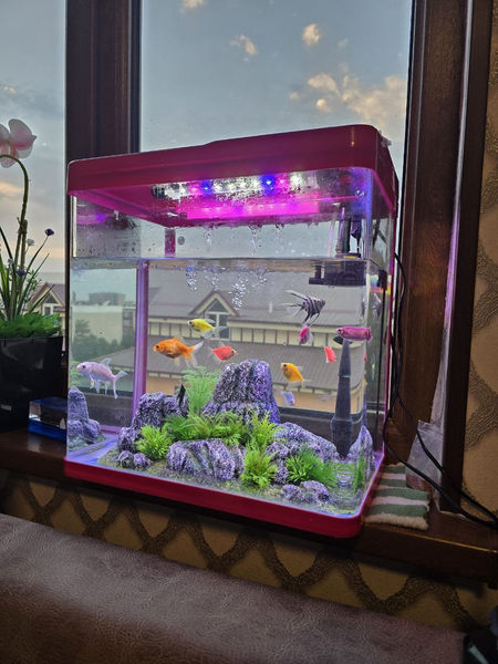 Baliqlar akvarium  filtr va dekoratsiyasi bilan