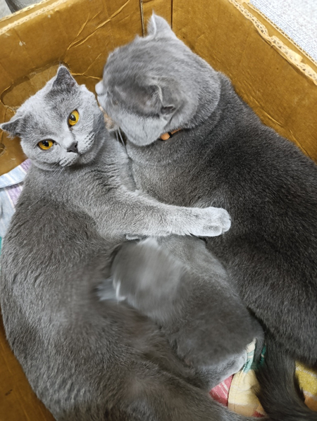Чистокровные британцы