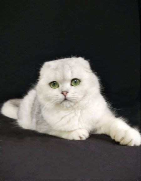 Вязка !!!Супер красавчик шотландский вислоухий Кот