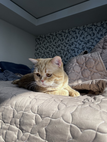 Для чистой вязки кот скоттиш страйт