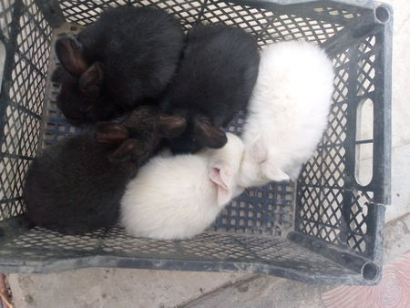 Qiyonchilar  5ta sotiladi