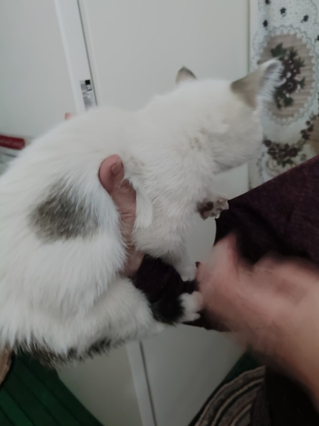 Котёнок в добрые руки