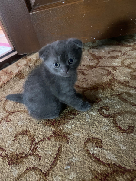 Мушук боласи скотиш фолд шотландскя
