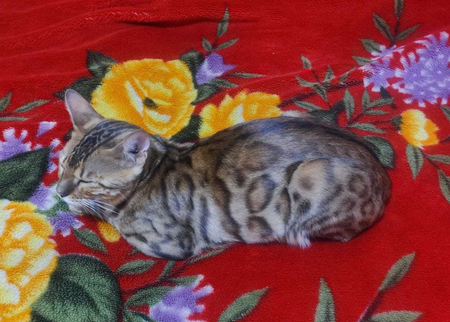 бенгальский кошка