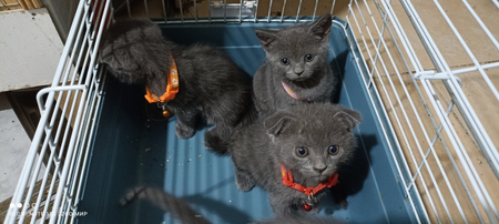 Скоттиш фолд ва скоттиш страйт
