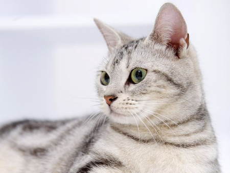 Котята от породистой кошки