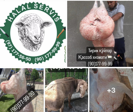 Тирик қўйлар, қассоб, калла поча