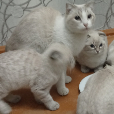 Мушук, пишак, котёнок