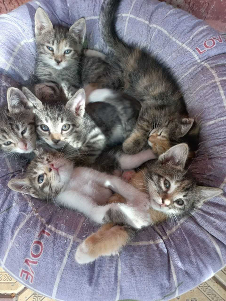 Котята 2 месячные