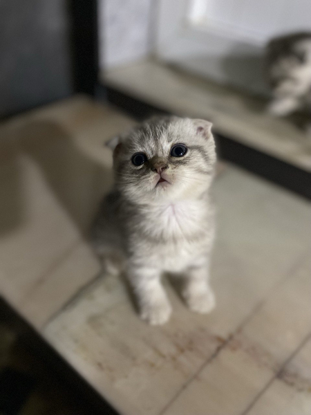 xech qanday aldov yoq