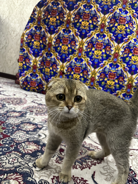 Shin Shila Tigrovniy zolotay Vyaska