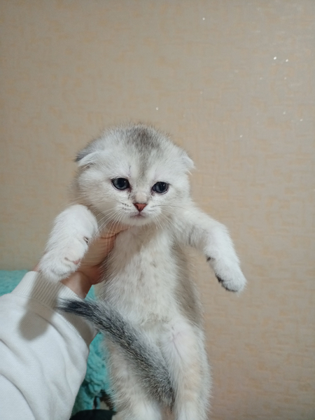 Продаются котята
