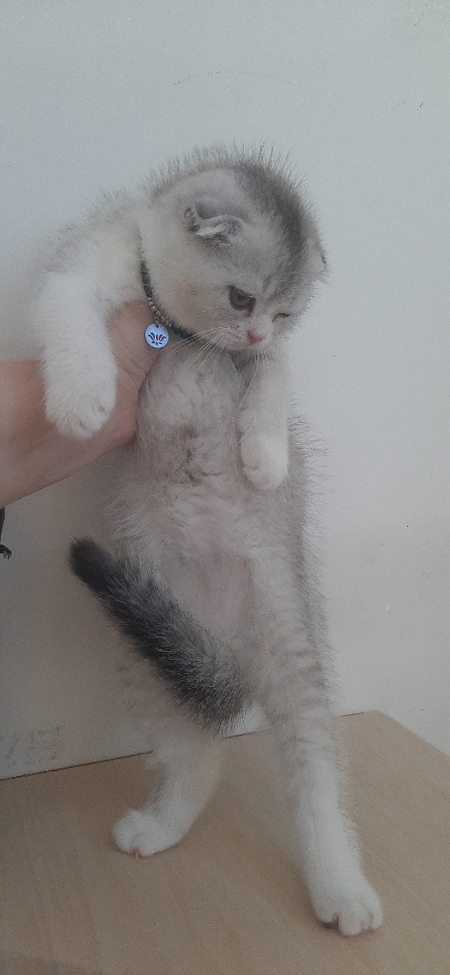 Чистокровный скоттиш фолд