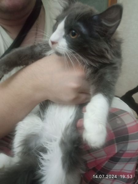 Котенок в добрые руки
