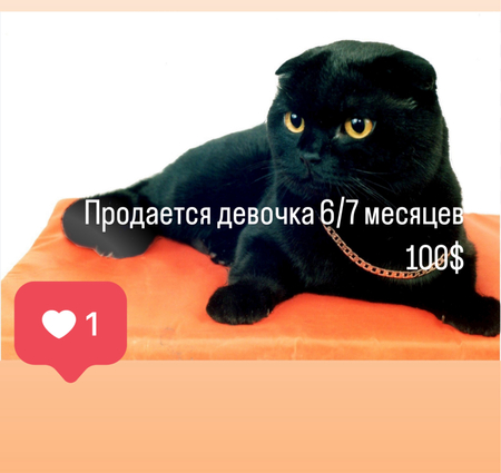Котятя от правильной вязки