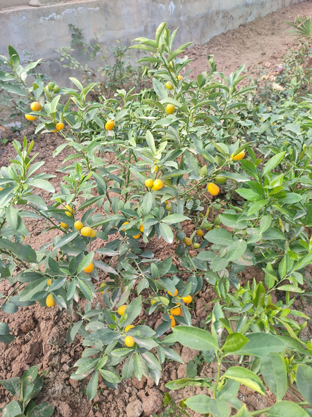 Kumkuvat, mandarin,apilsin,mandarin