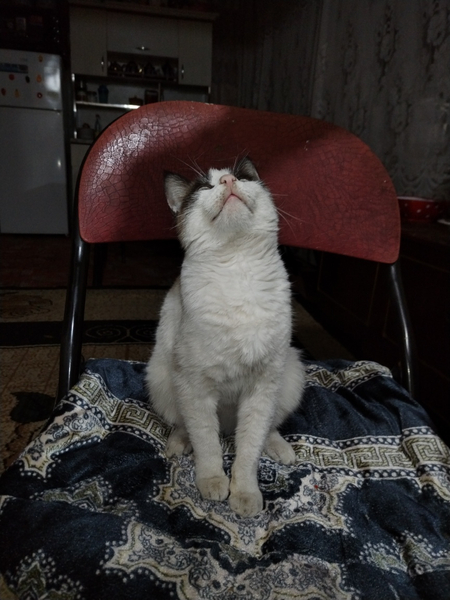 Siyaniskiy uy mushukgi