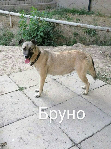 Отдам даром собачку