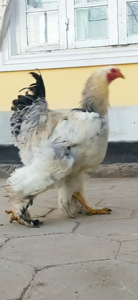 Birama xo'rozi 5 ta 2ta tovug'i