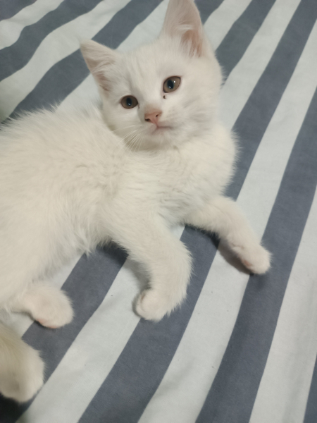 Продаются котята