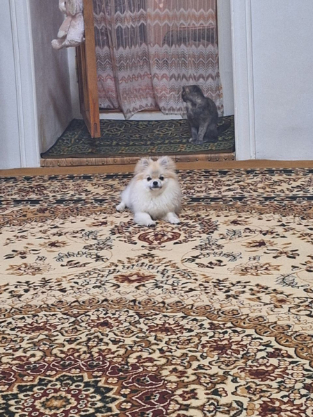 продается белый померанский щпиц