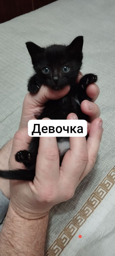 Отдадим даром котят