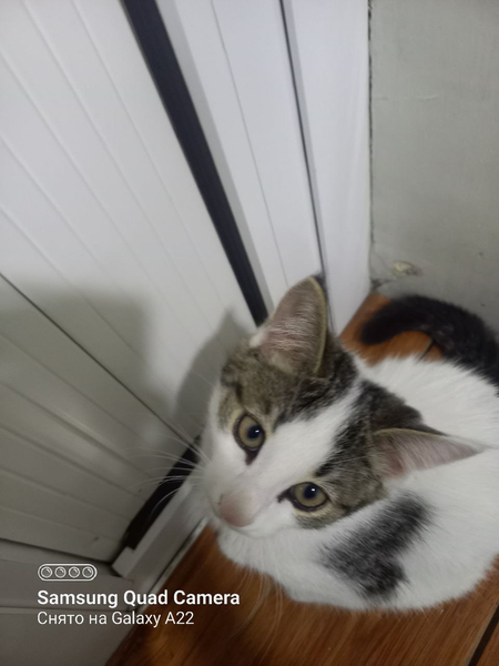 Котенок 3 месячный.мальчик.