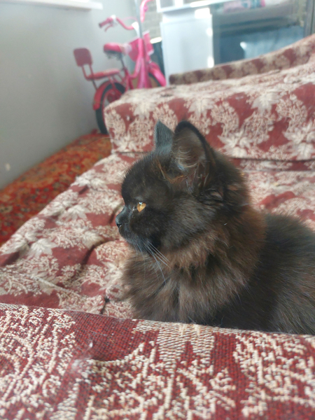 Кошечка бесплатно