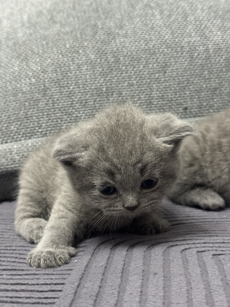Котята британцы