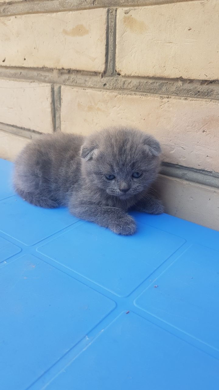 Scottish fold правильная вязка