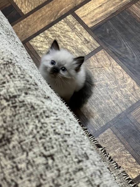 Котенок девочка сиамская
