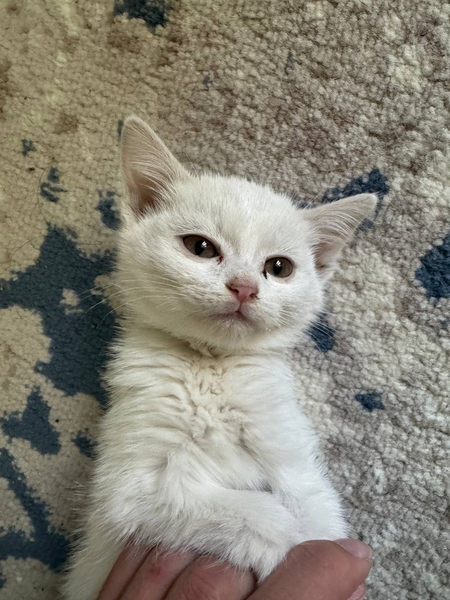 Кошечка продаётся