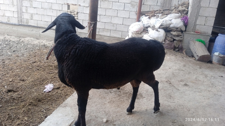 Qoʻchqor sotiladi barra hali tish buzmagan qurbonlikka ham boʻladi qul