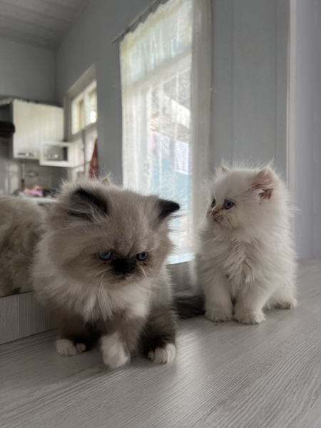 Продаются персидские котята