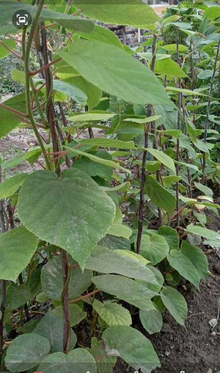 Хейворд киви кўчатлари