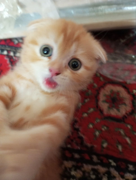 Шотландские котята