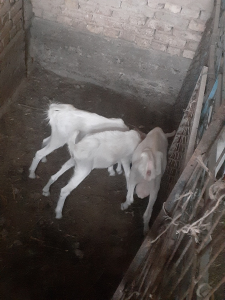 Zanin zotli echkilar sotiladi !