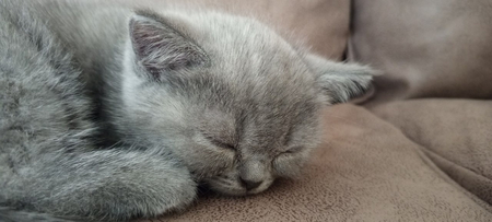 British shorthair cat