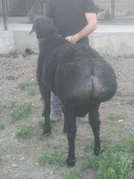 Qŏchqor sotiladi