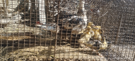 Urdak sotiladi bollari bilan