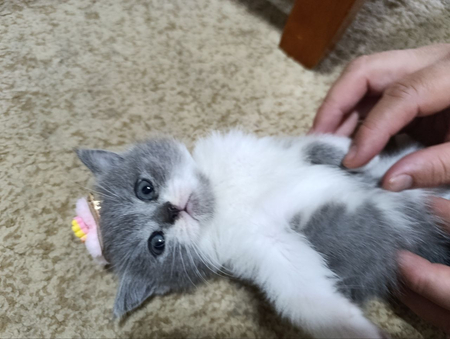 Продаются котята